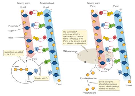 Mbio Chapter The Blueprint Of Life From Dna To Proteins