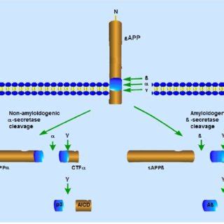 Secretase Mediated Amyloid Precursor Protein Processing Pathways