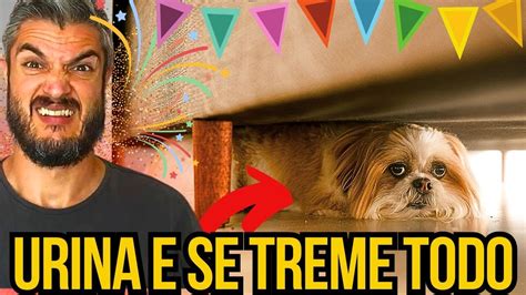 CACHORRO FICA MEDROSO FAZ XIXI DE MEDO COMO DEIXAR CÃO FILHOTE CORAJOSO