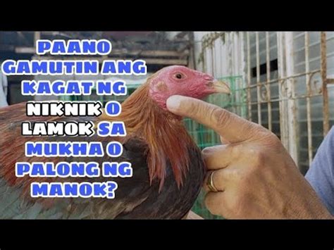 Paano Gamutin Ang Kagat Ng Niknik O Lamok Sa Mukha O Palong Ng Manok