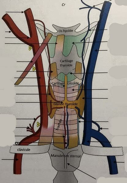 Glande Thyro De Coupe Transversale Diagram Quizlet