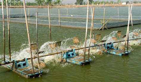 How To Start A Shrimp Farming Business SkillsAndTech SkillsAndTech