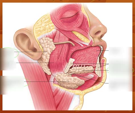 Lecture Exam Salivary Glands Diagram Quizlet
