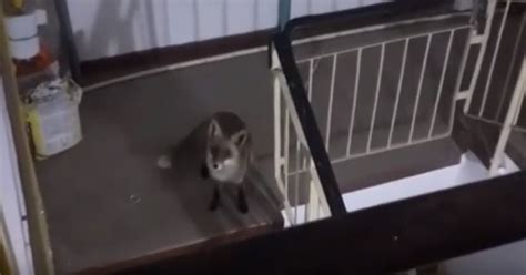 VIDEO O vulpe a fost filmată într un bloc din Buzău urcând scările