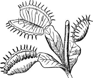 24 Drawing Of Venus Flytrap TheaIonatan