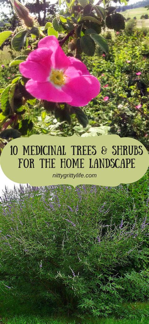Medicinal Trees And Shrubs For The Home Landscape Artofit