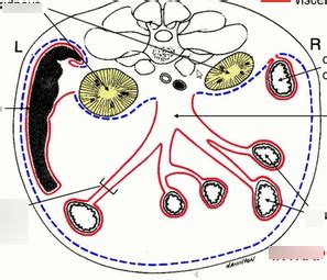 Transverse Section Through Abdomen Diagram Quizlet