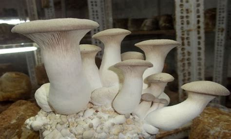 Cara Budidaya Jamur Tiram Di Rumah Untuk Pemula Ini Tahapannya