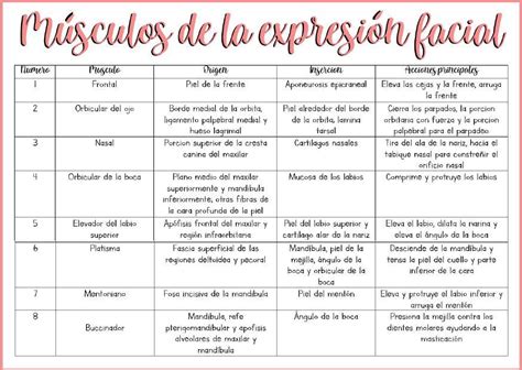 Flashcards músculos de la expresión facial MEDICAAPUNTES uDocz