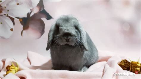 Mini Lop Kr Lik Miniaturowy Hodowla Zarejestrowana Czch W