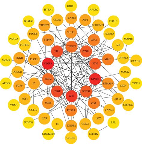 The PPI Network Of Common DEGs And Top 10 Hub Genes Of DN The Top 10
