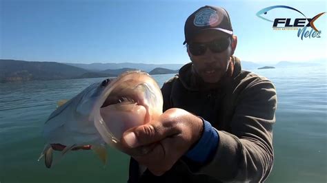 Daniel Mascota Bass Team Capturando Robalos Flechas Em Paraty