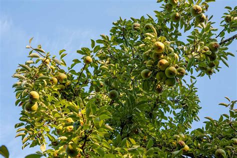 How To Grow And Care For Bartlett Pear Trees Gardeners Path