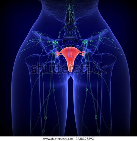 Human Female Reproductive System Medical Illustration3d Stock Illustration 2238328693 Shutterstock
