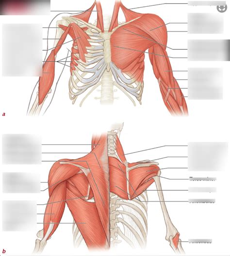 Shoulder Pectoral Girdle Muscles And Movements Human