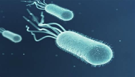 Las Bacterias Tienen Celulas Chefli