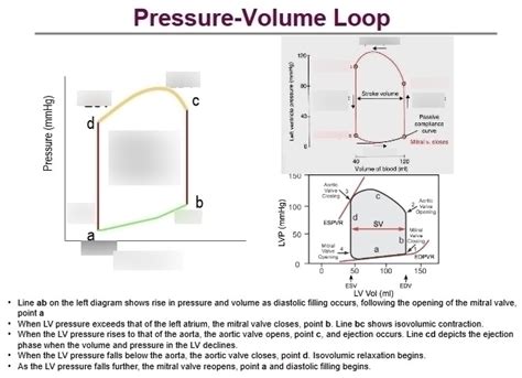 Pressure Volume Loop Diagram Quizlet