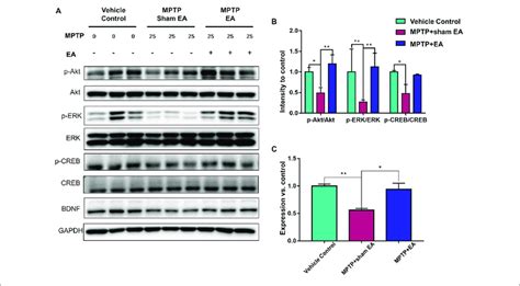 Ea Preserved The Functions Of Bdnf Trkb Signaling Pathway The