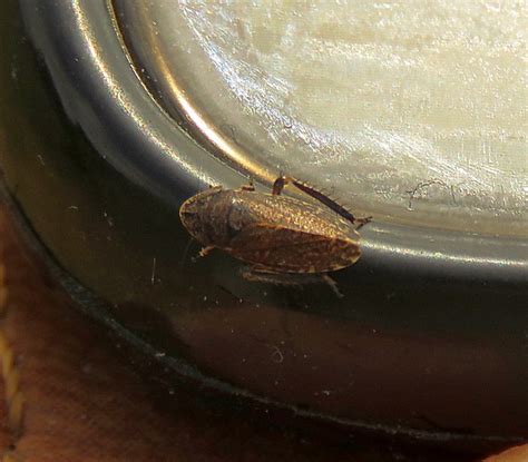 56500Bug Ian Ballam Flickr