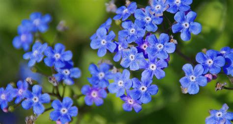 41 Types Of Blue Flowers ProFlowers Blog