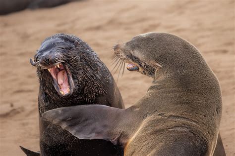 Top 40 Hilarious Finalists Of The 2024 Nikon Comedy Wildlife