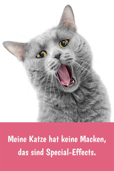 Schöne lustige Katzensprüche Zitate und Weisheiten