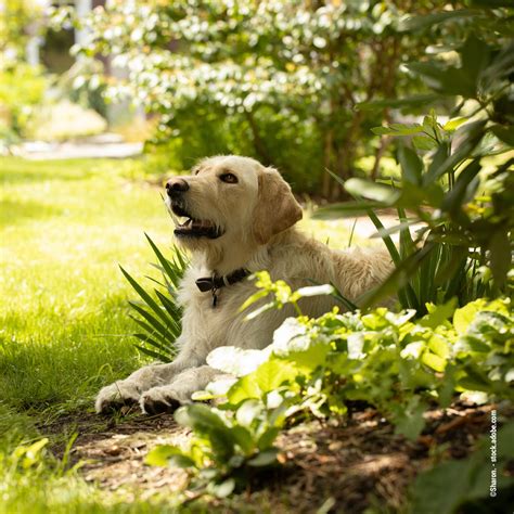 Der Hundgerechte Garten Wildborn Blog