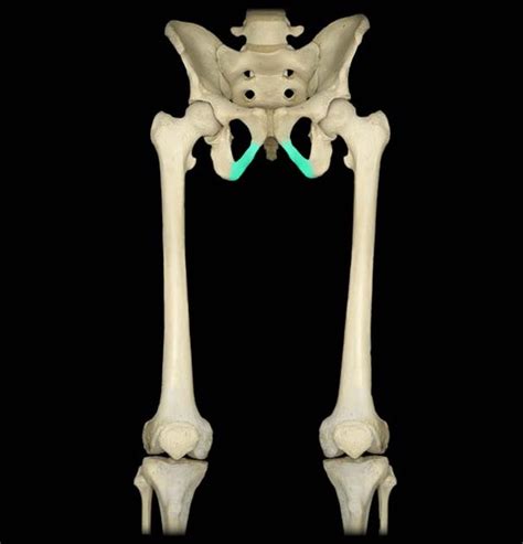 Mrt Hip And Pelvis Test Flashcards Quizlet