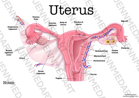 Structure Of Uterus Diagram