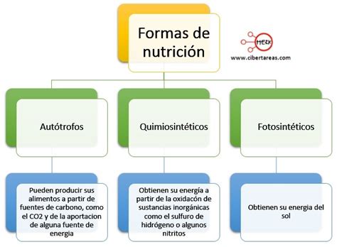 Arriba 94 Imagen Un Mapa Mental De La Nutricion Abzlocal Mx