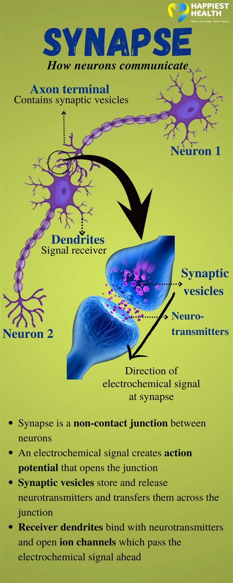 Synapse How Neurons Communicate Happiest Health