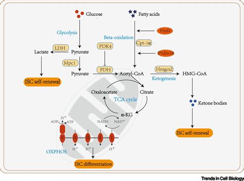 Metabolic Regulation Of Intestinal Stem Cell Homeostasis Trends In