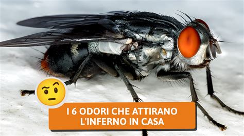 Scopri I 6 Odori Che Attirano Le Mosche In Casa Evita Di Commettere