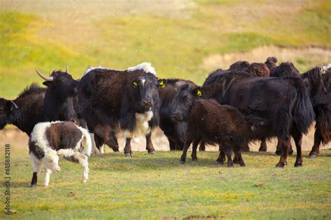 A Herd Of Yaks Graze In The Mountains Himalayan Big Yak In A Beautiful