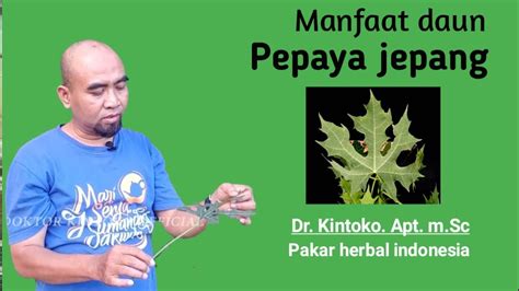 Manfaat Daun Pepaya Jepang Doktor Kintoko Youtube