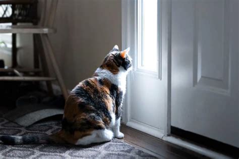 Cómo evitar que el gato se escape de la puerta principal Vida con