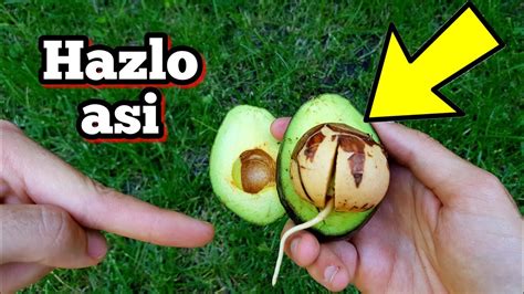 2 MÉTODOS para Germinar aguacate RÁPIDO 30 dias Sin palillos