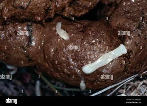 Infecciones Intestinales Fotos e Imágenes de stock Alamy