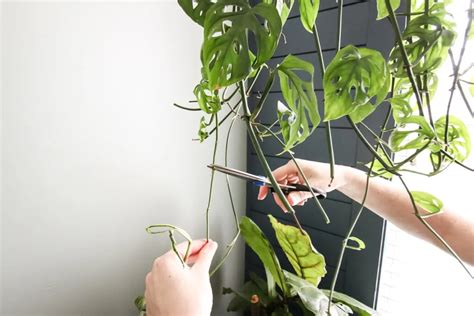How To Propagate A Swiss Cheese Plant Keep Your Plants Alive