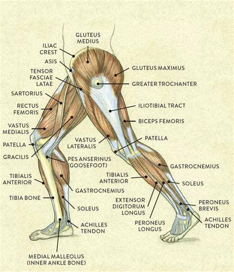 Leg Diagram Labeled Leg Tendons Diagram
