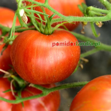 Dwarf Beauty King Nasiona Pomidory Nasiona i sadzonki pomidorów i