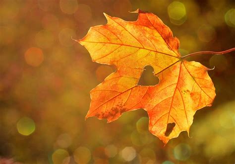 60 000 kostnadsfria Höst och Natur foton Pixabay