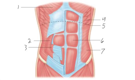 A P Muscles Flashcards Quizlet
