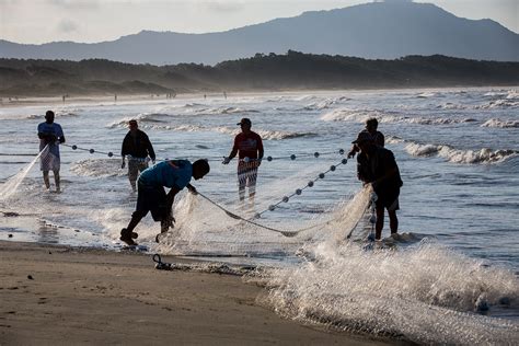 Pensar Eco é lógico Estudo revela um alerta à pesca de tainha no