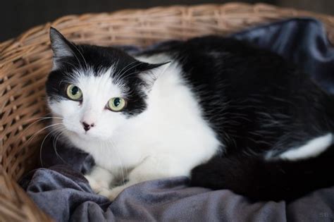 APAGI Tysha CHAT Européen à la robe Noire et Blanche