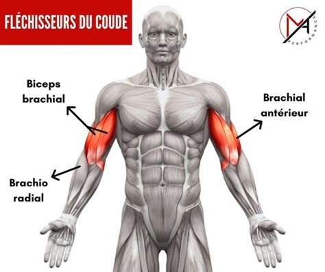 Exercices biceps avec haltères 8 curls incroyables à pratiquer