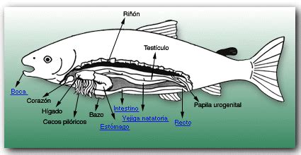 Aparato Digestivo De Los Salmones