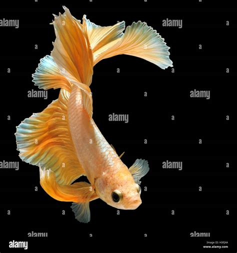Gold fish black background Fotos und Bildmaterial in hoher Auflösung