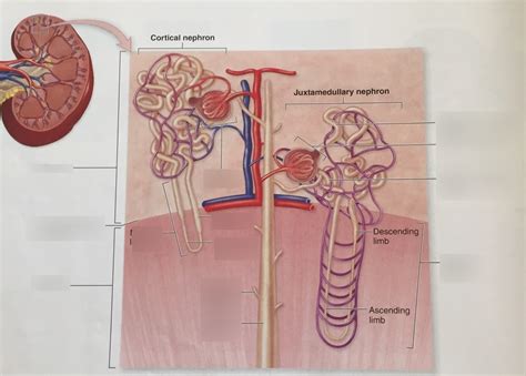 Cortical And Juxtamedullary Nephrons Diagram Quizlet