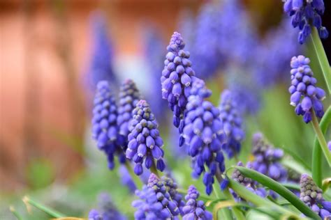 La Nature Fleur Plante Photo Gratuite Sur Pixabay Pixabay